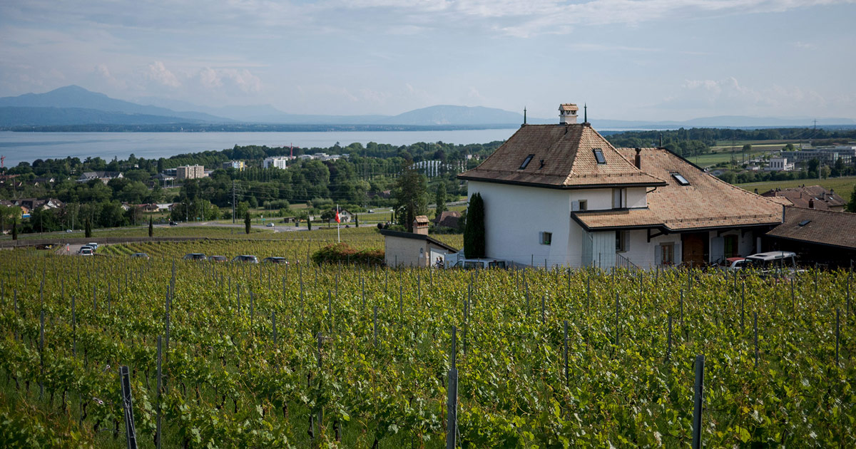 Domaine de Maison Blanche in Mont-sur-Rolle Antoine and Yves de Mestral